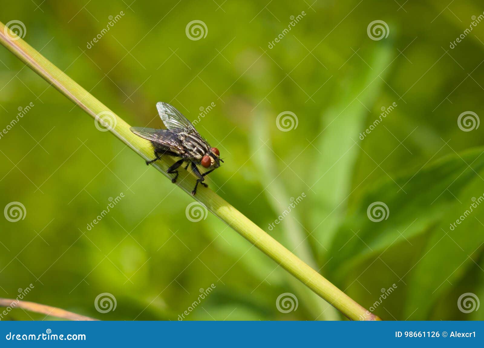 A Meat Fly Sits on the Grass. Stock Photo - Image of parasite, color ...