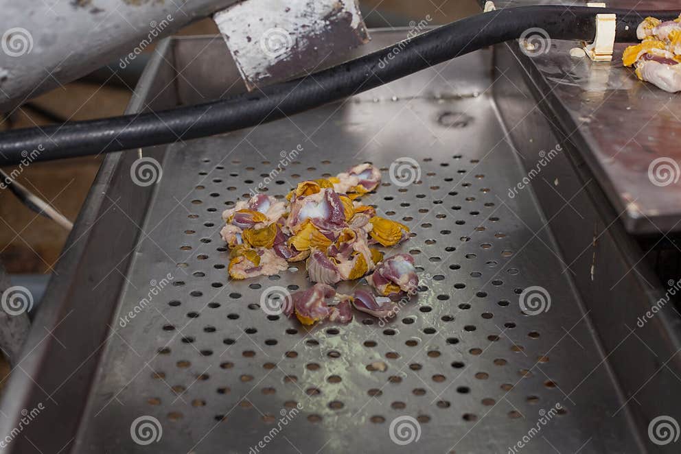 Meat Processing of Chicken Products. Technological Process Stock Image ...