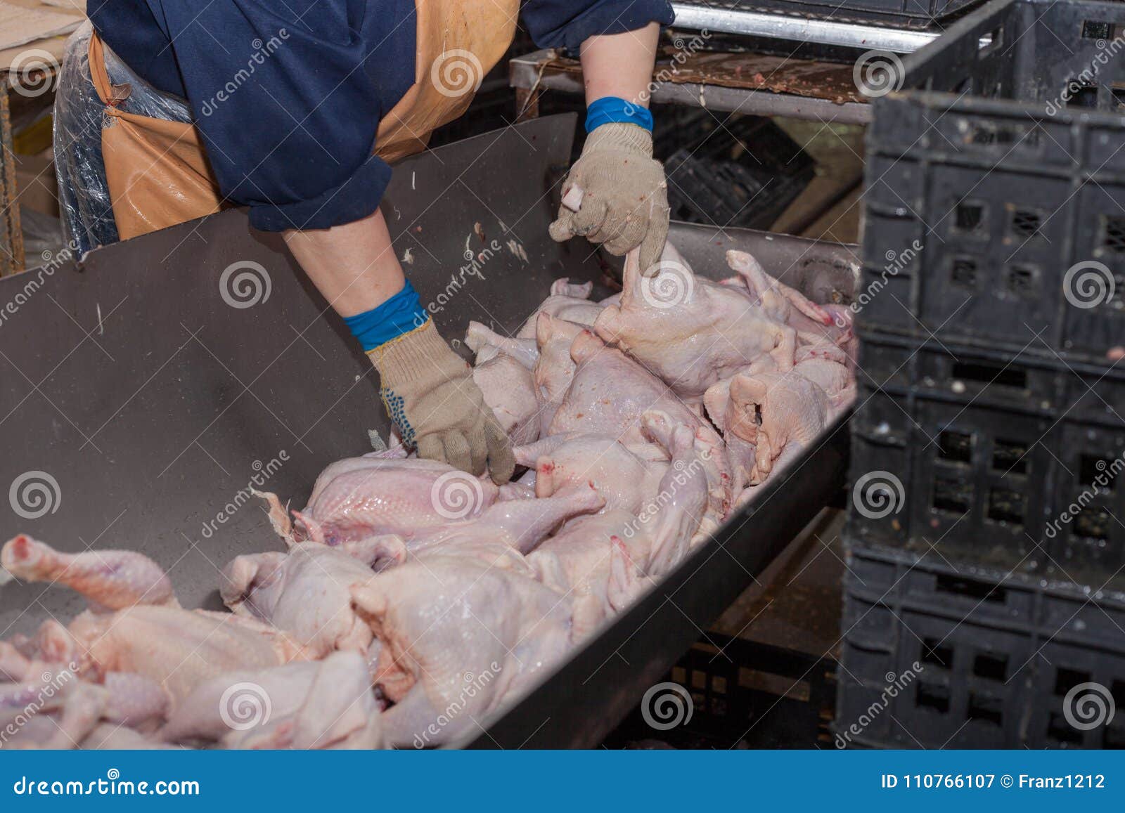 Meat Processing of Chicken Products. Technological Process Stock Image ...
