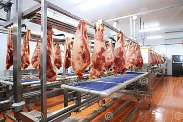 Meat Processing Plant. Work Process for Meat Production. Arrival of ...
