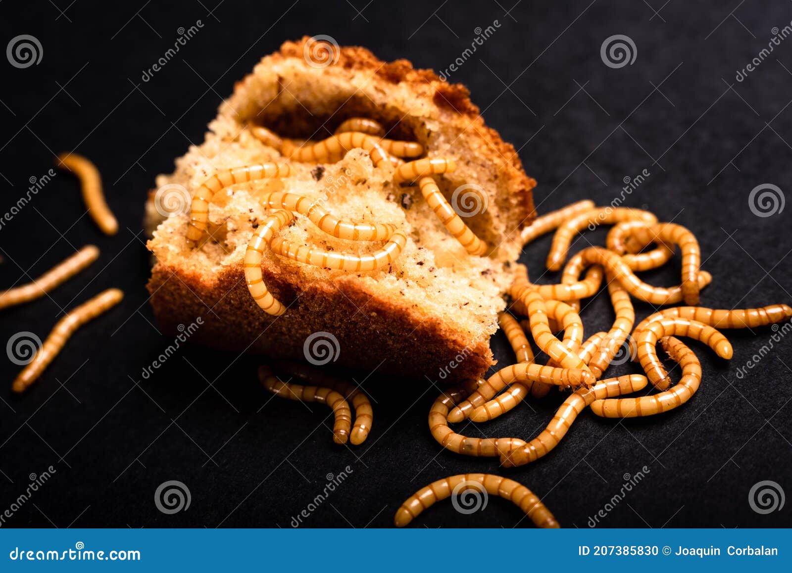 Meat Worms on Old Bread, Eating it and Moving, Tenebrio Molitor Stock ...