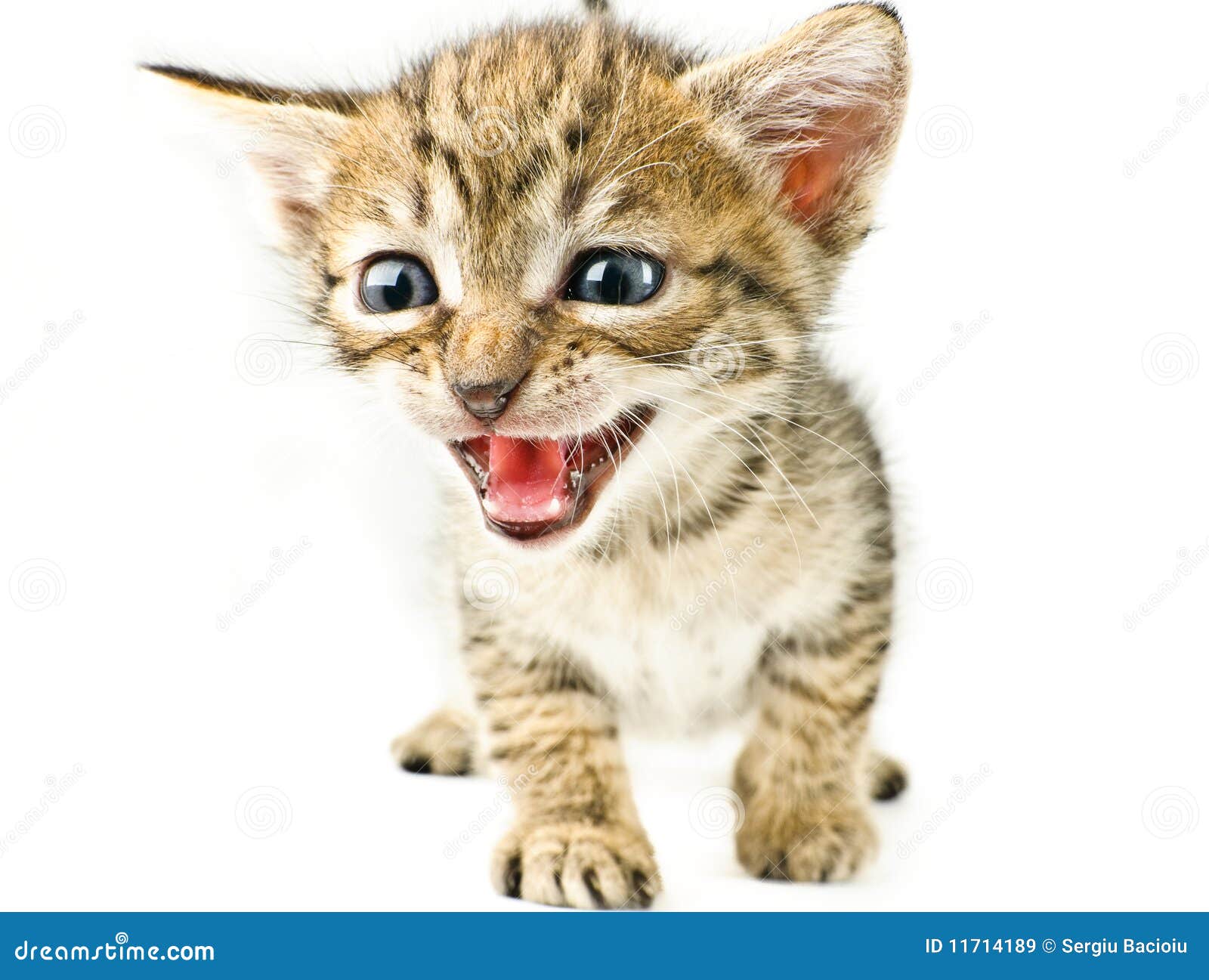 Meaw Meaw Royalty Free Stock Images - Image: 11714189