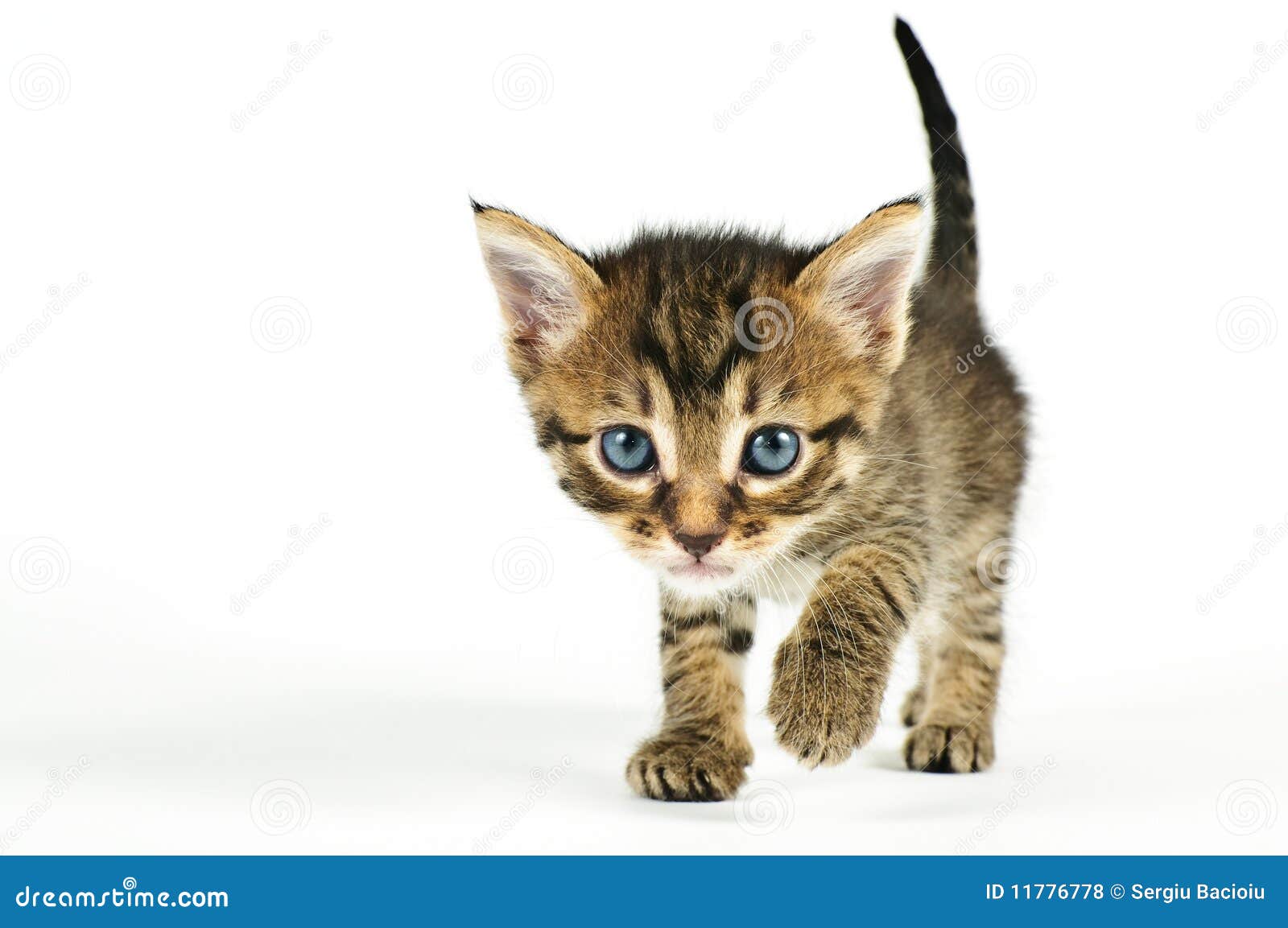 Meaw Meaw stock photo. Image of fuzzy, haired, cute, cats - 11776778