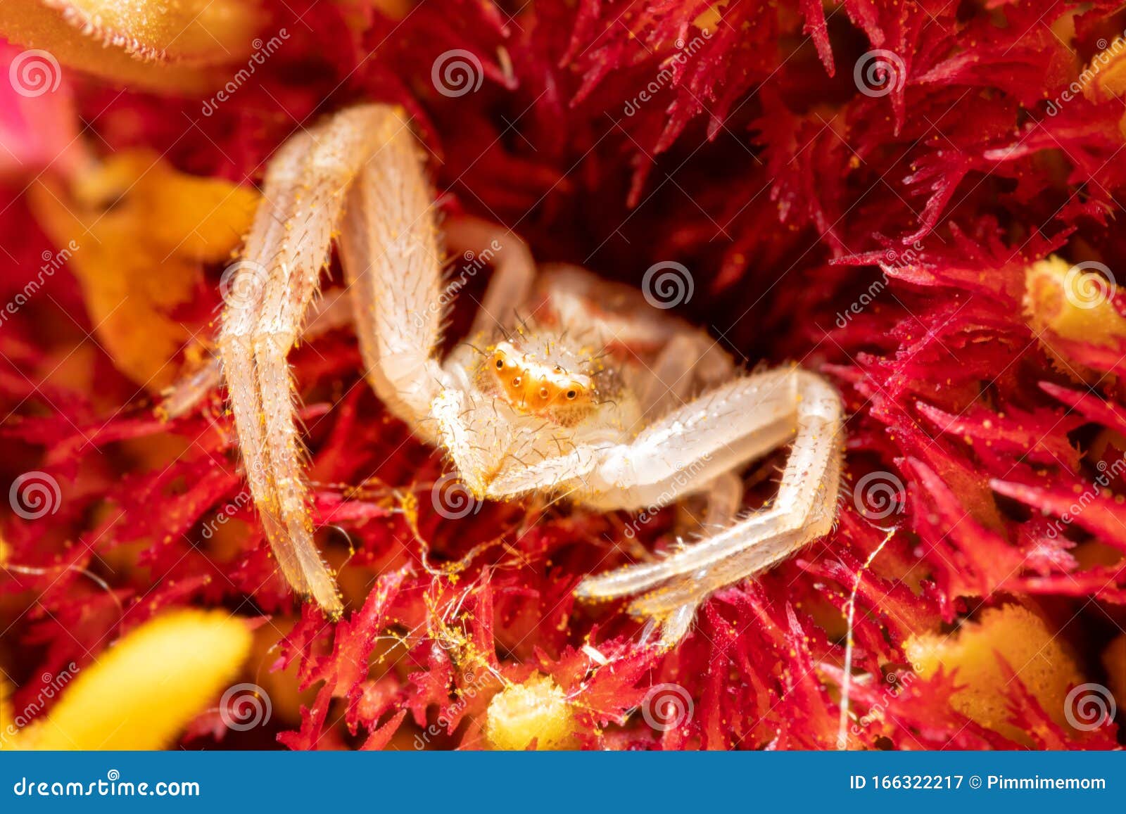 Mecaphesa Spp Crab Spider Hiding In The Center Of A Zinnia Flower Stock Image Image Of Bright