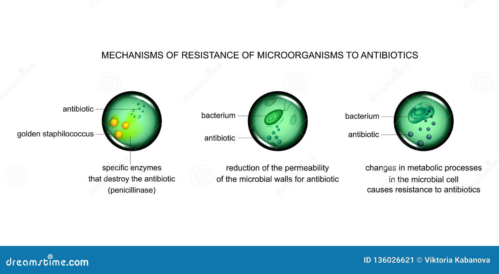 Meccanismi Di Resistenza Microbica Delle Cellule Agli Antibiotici ... Meccanismi Di Resistenza Microbica Delle Cellule Agli Antibiotici ...