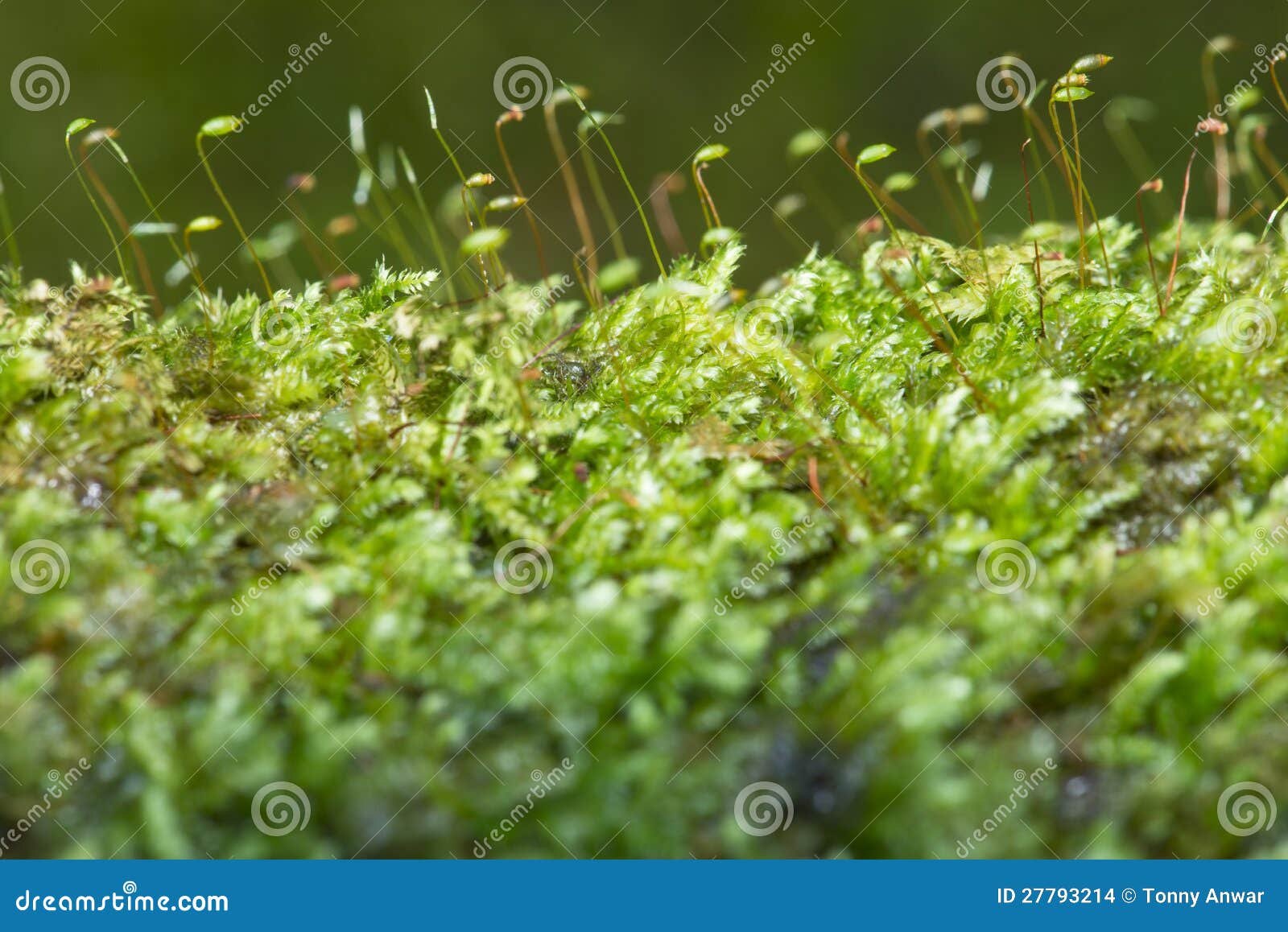 Mech Las zdjęcie stock. Obraz złożonej z roślina, mokrawy - 27793214