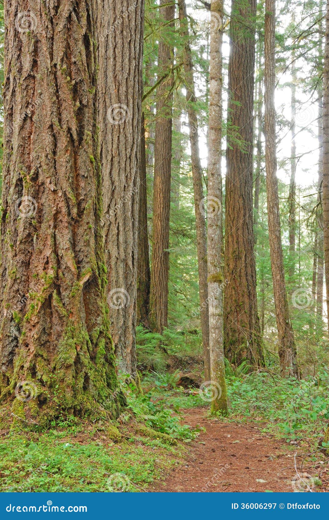 Mech las obraz stock. Obraz złożonej z krajobraz, drzewo - 36006297