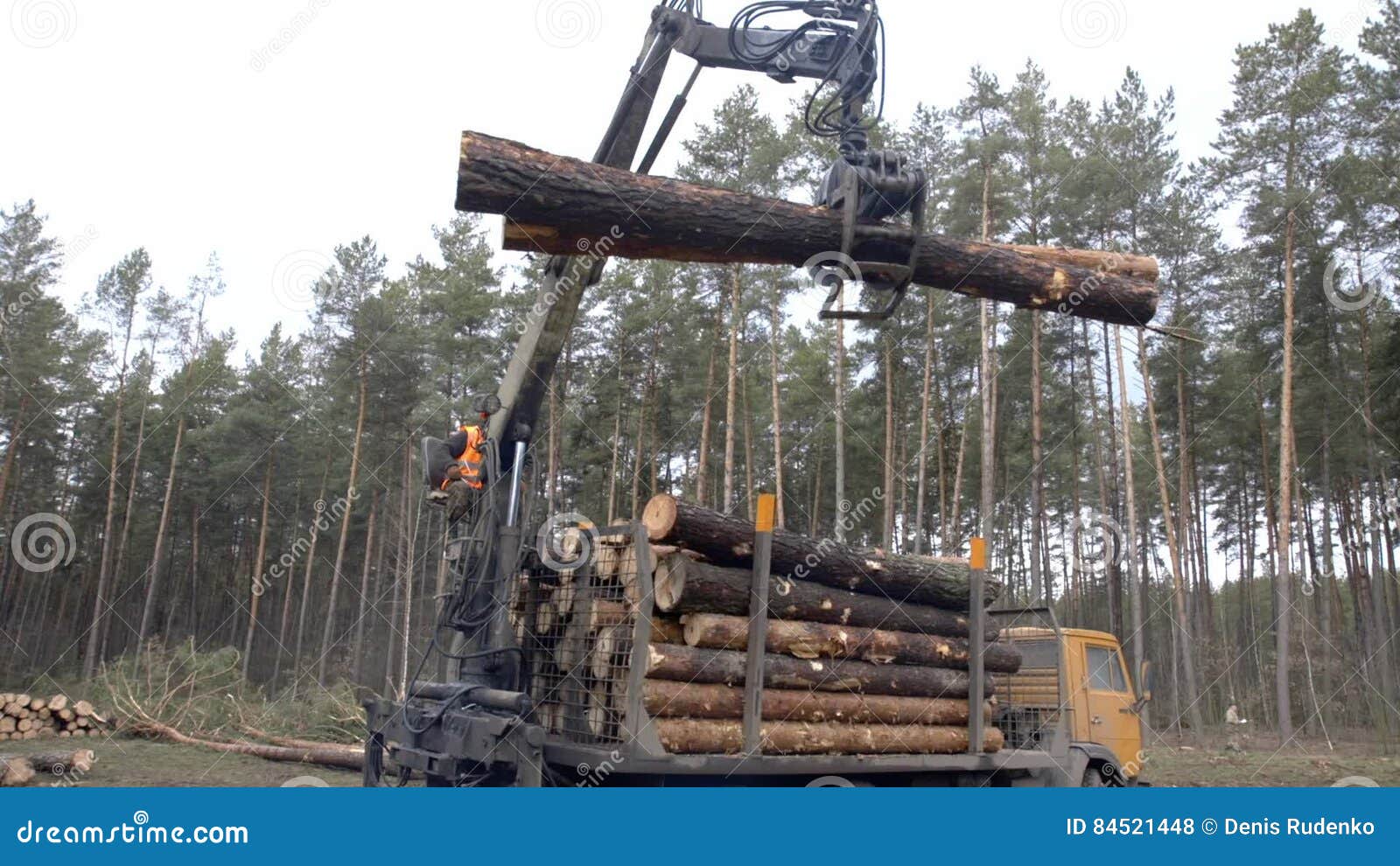 The Mechanical Arm of a Specialized Bark Removing Machine Strips the ...