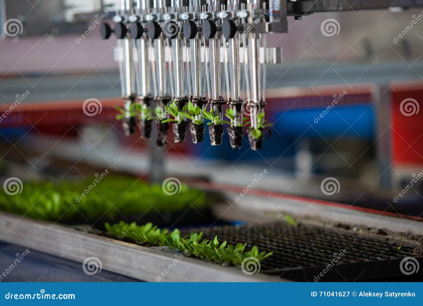 Mechanical Planting Seedlings. Stock Image - Image of management ...