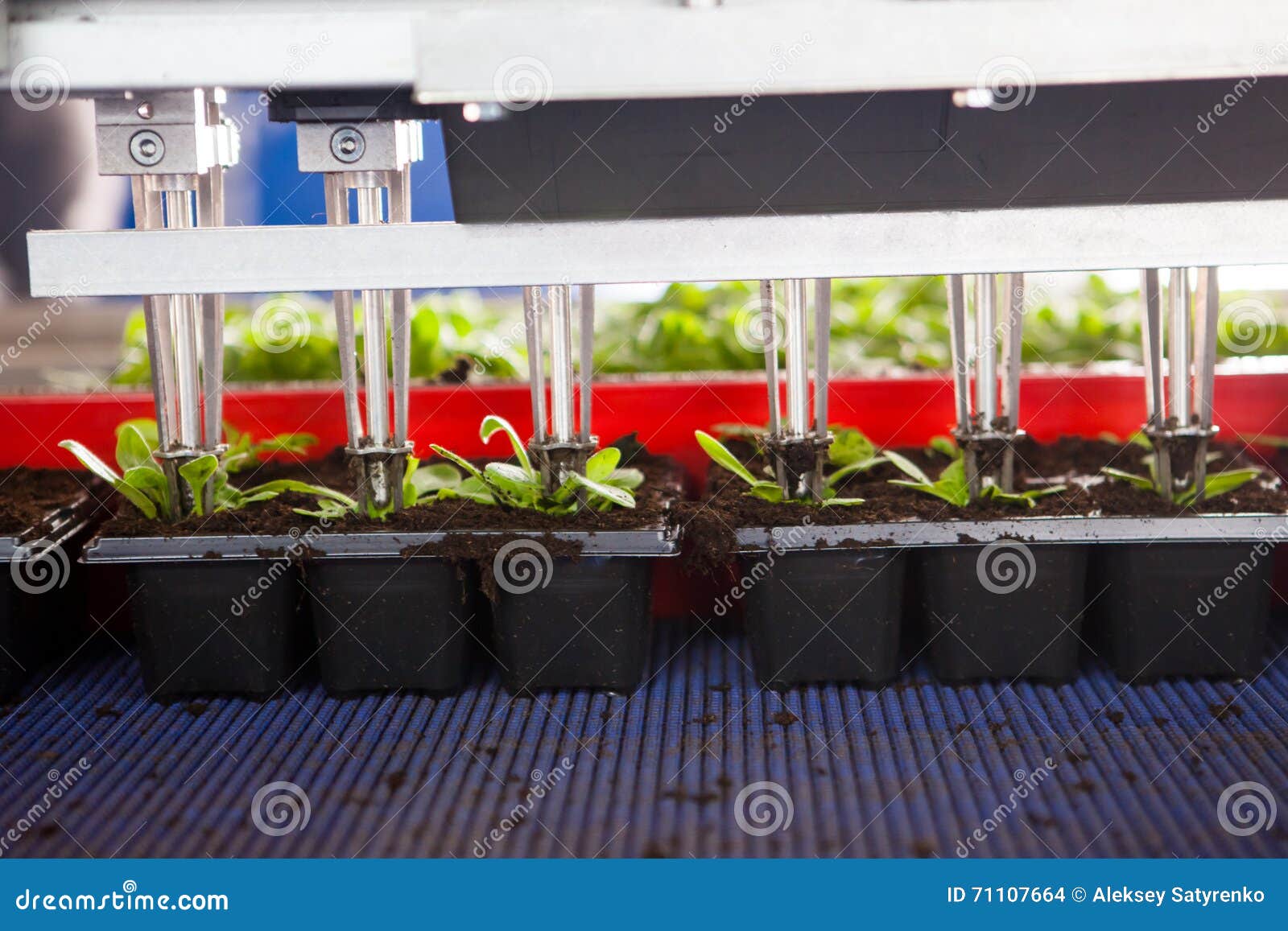 Mechanical Planting Seedlings. Stock Photography | CartoonDealer.com ...
