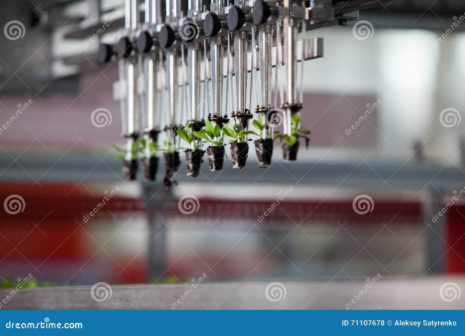 Mechanical Planting Seedlings. Stock Photo - Image of equipment, leaf ...