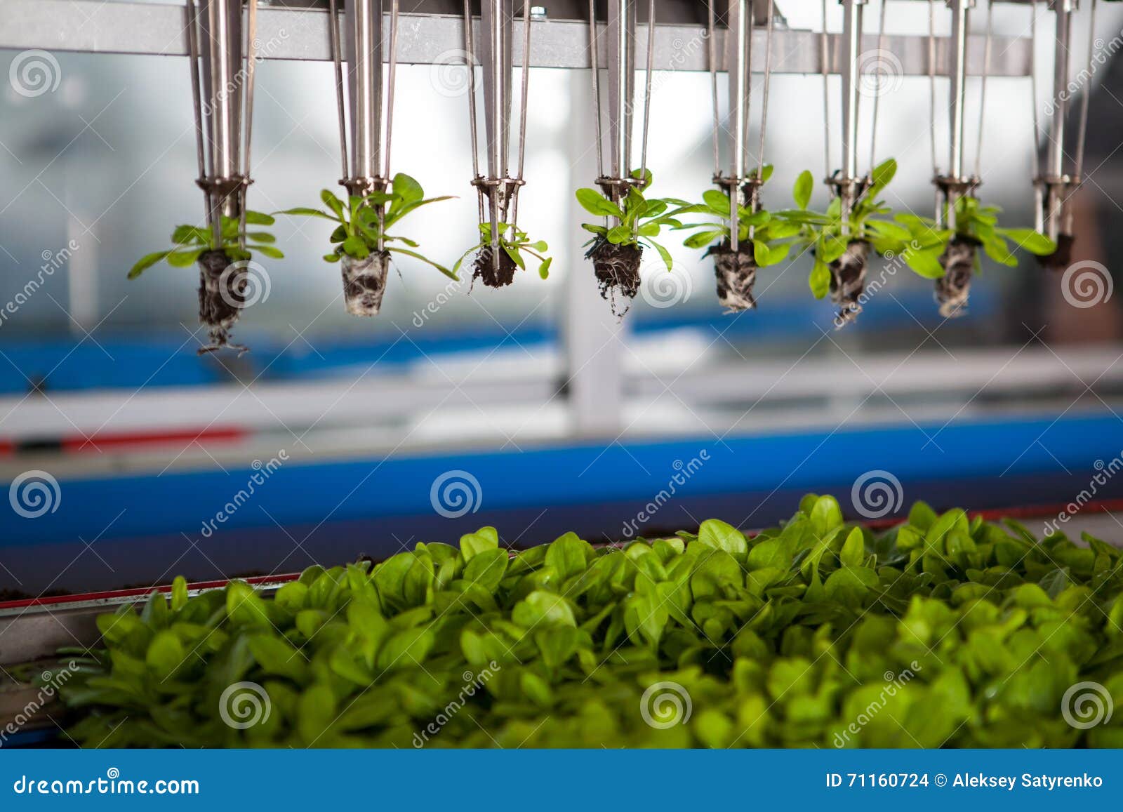 Mechanical Planting Seedlings. Stock Photo - Image of meadow, dust ...