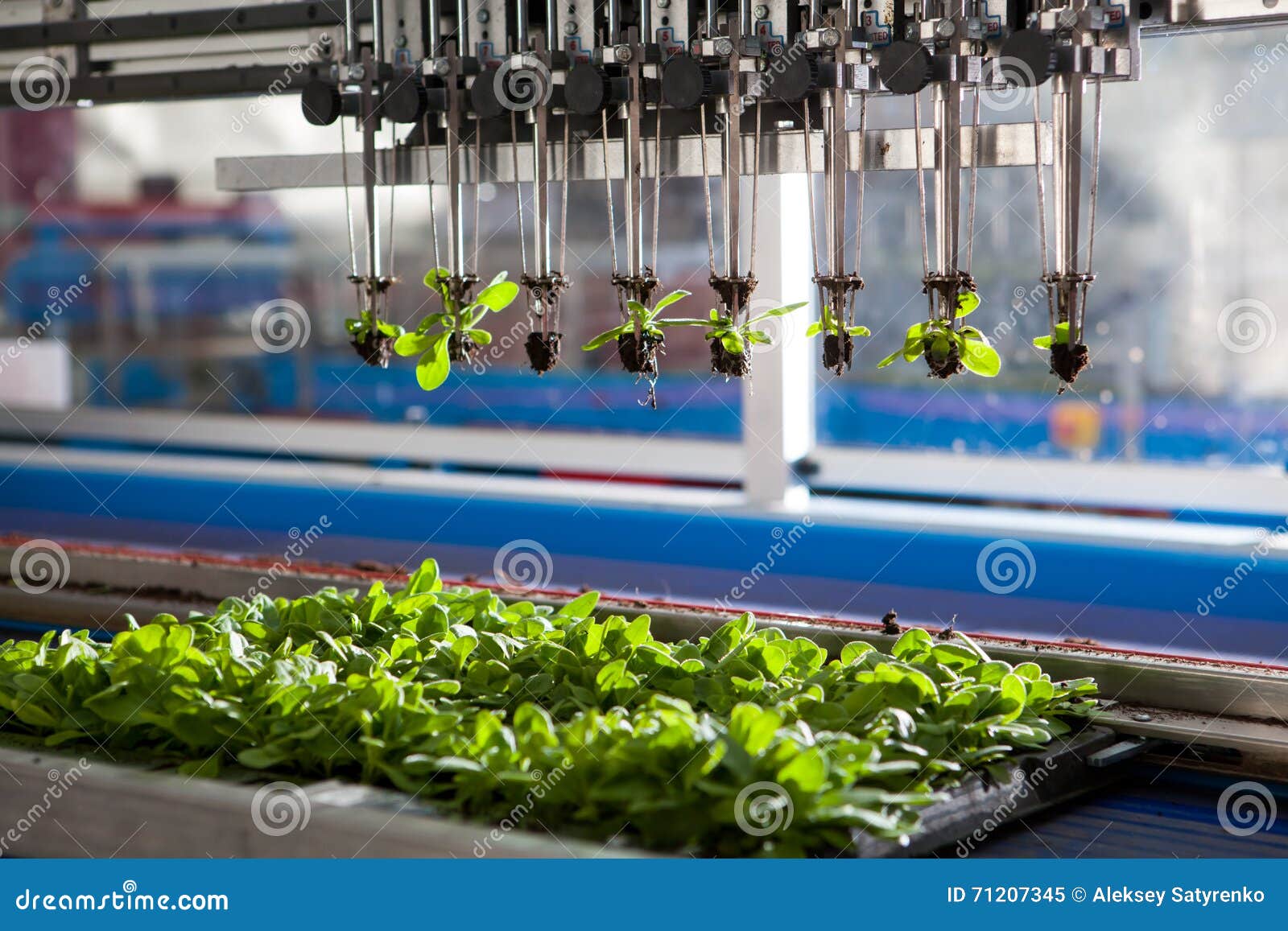 Mechanical Planting Seedlings. Stock Image - Image of botany, machine ...