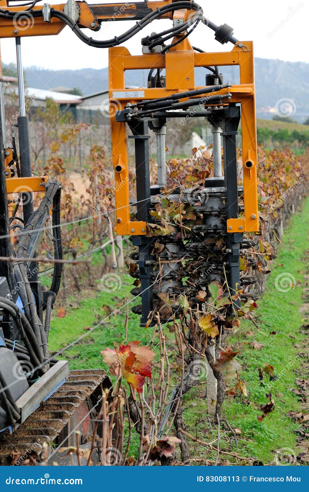 Mechanical Pruning of Plants in a Vineyard Stock Image - Image of green ...