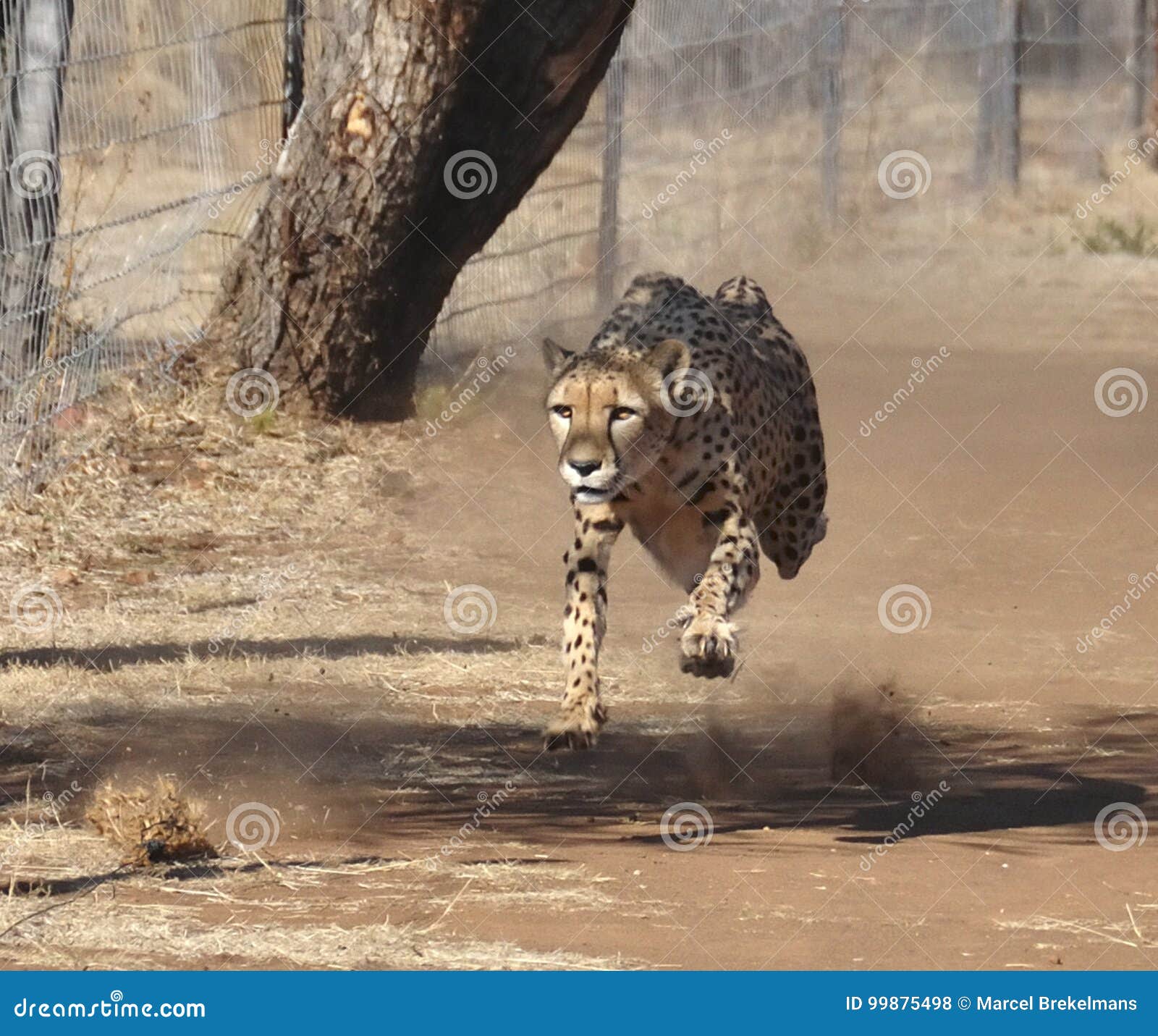 Exercising Cheetah: Chasing a Lure Stock Photo - Image of hunt, feline ...
