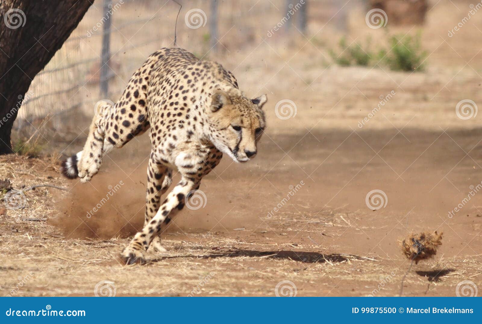 Exercising Cheetah: Chasing a Lure, Going Left and Right Stock Photo ...