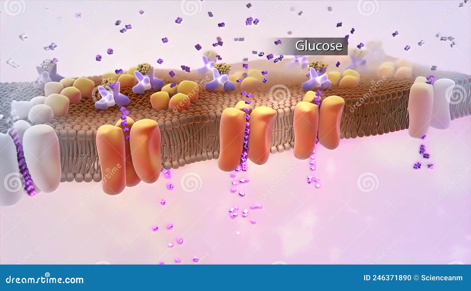 Mechanism of Action of Insulin, Glucose, Human Insulin, Structure of ... Mechanism of Action of Insulin, Glucose, Human Insulin, Structure of ...