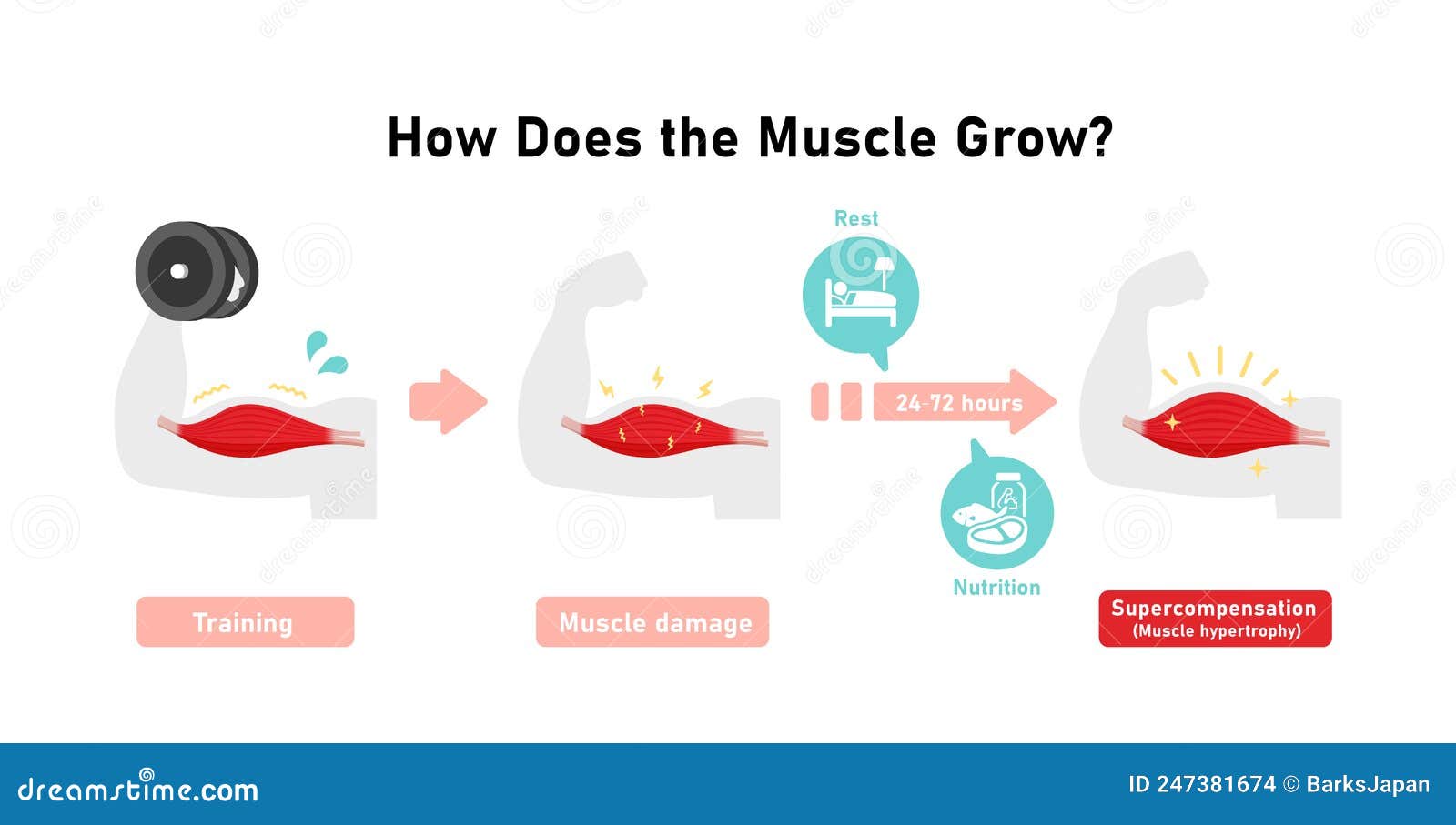 Mechanism Of Muscle Contraction Cartoon Vector | CartoonDealer.com ...