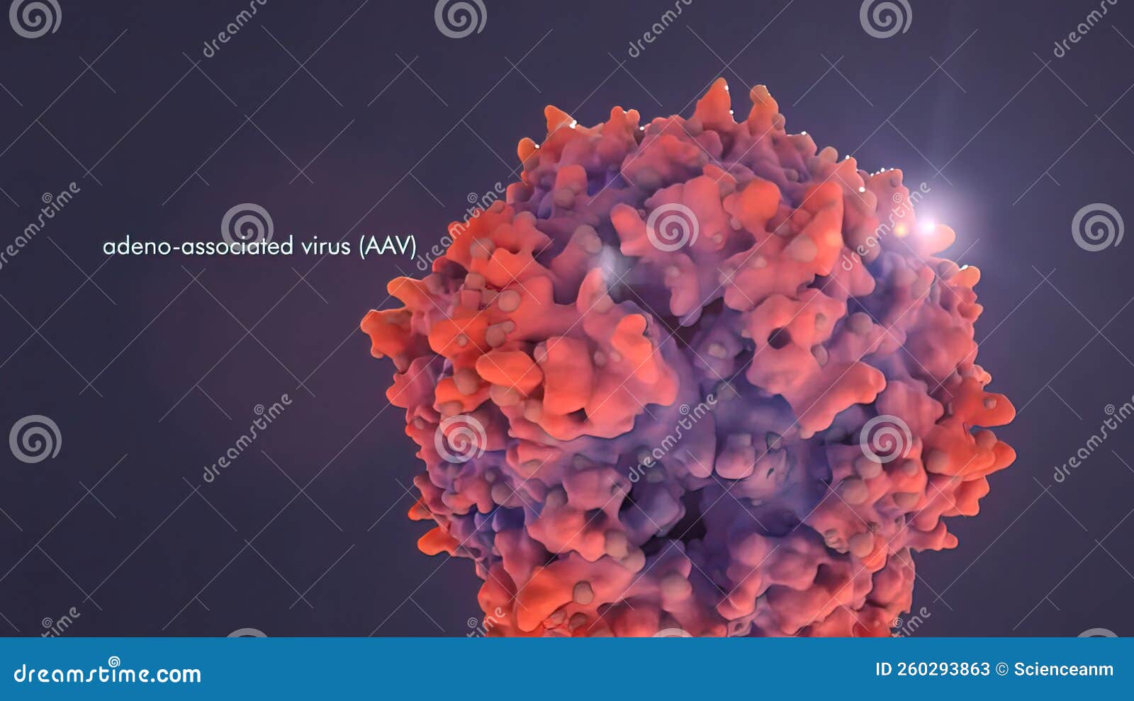 Mechanism for Nuclear Entry of the Cell Surface Receptor Stock ...
