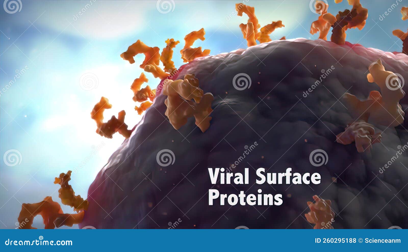 Mechanism for Nuclear Entry of the Cell Surface Receptor Stock ...