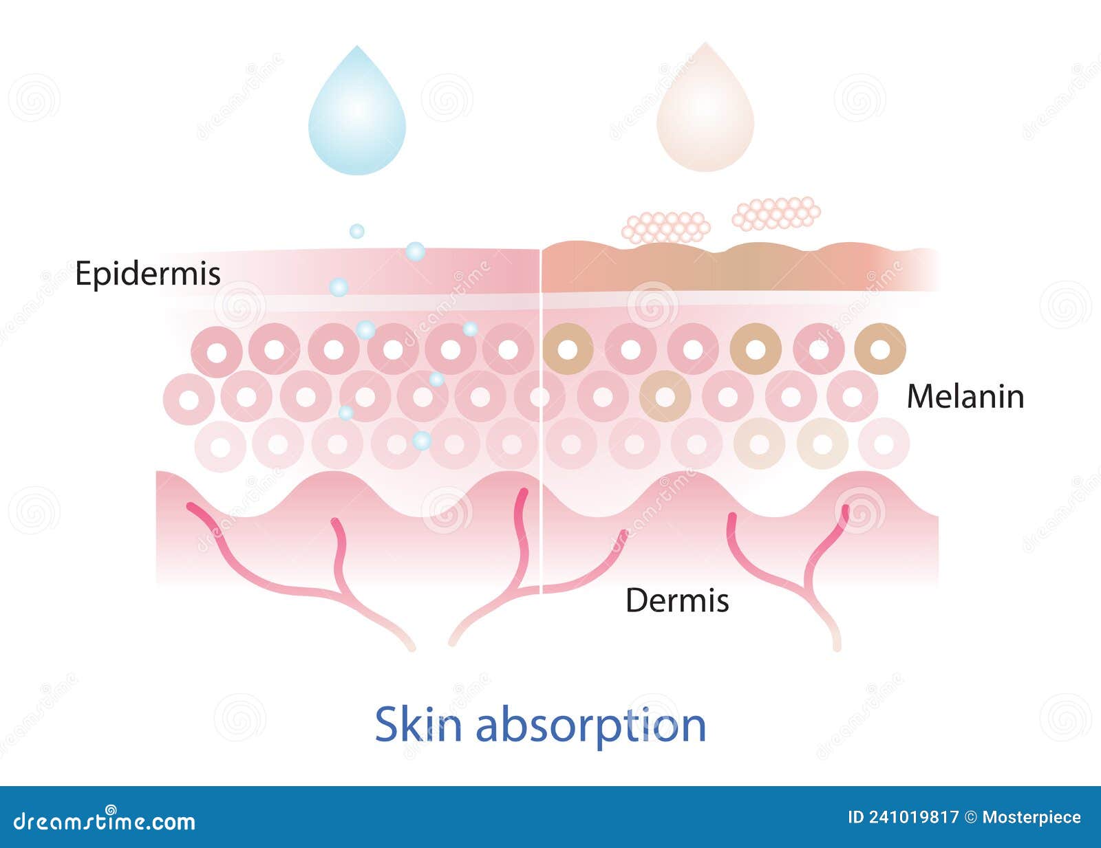 The Mechanism of Nutrient Absorption Skin Layer. Stock Vector ...