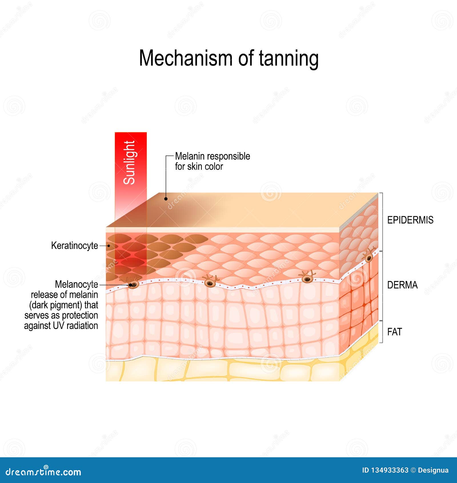Skin Mechanism Of Blotches Cartoon Vector | CartoonDealer.com #71939071 Skin Mechanism Of Blotches Cartoon Vector | CartoonDealer.com #71939071