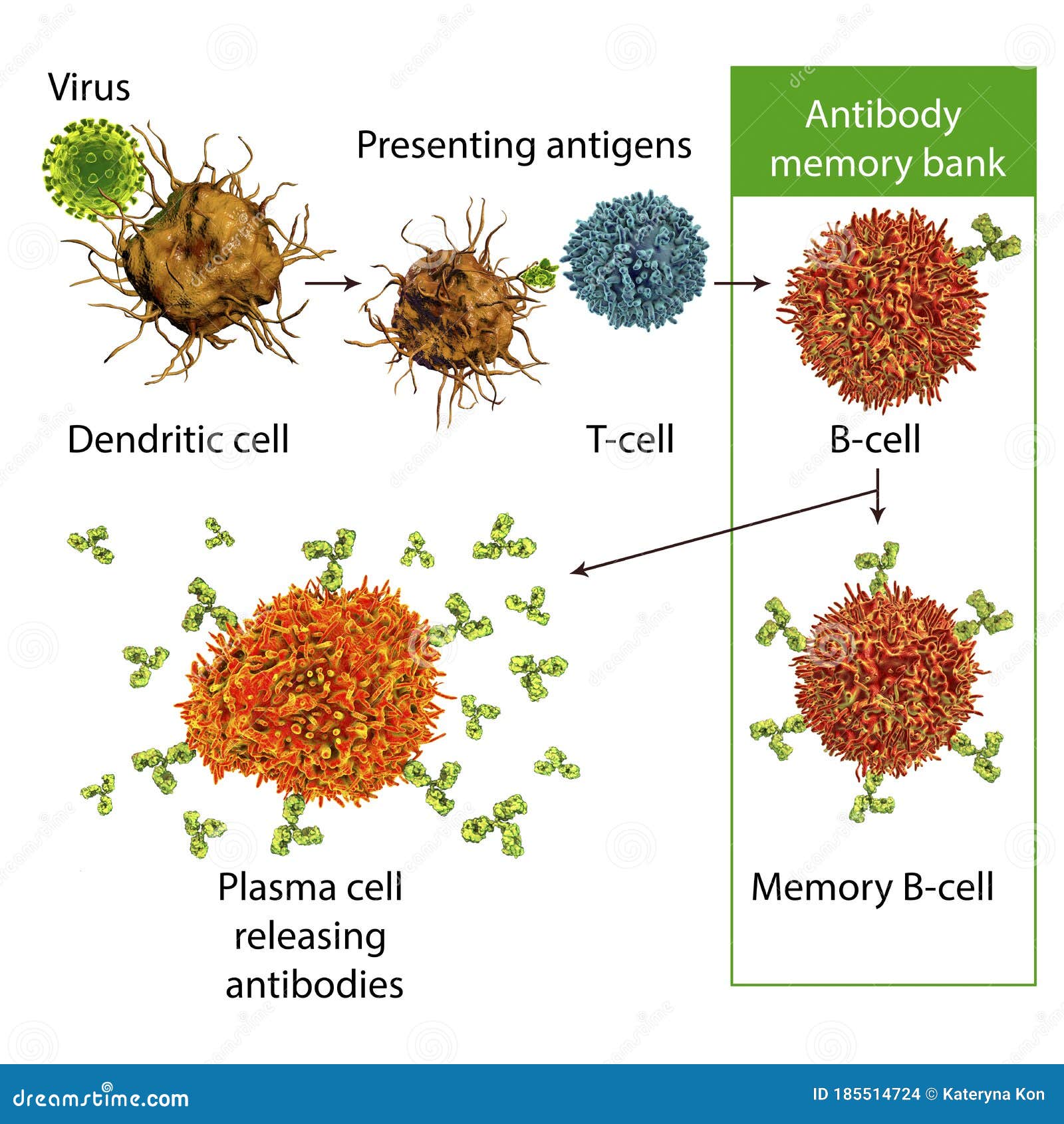 Mechanisms of Immune Defense Against Viruses Stock Illustration ...