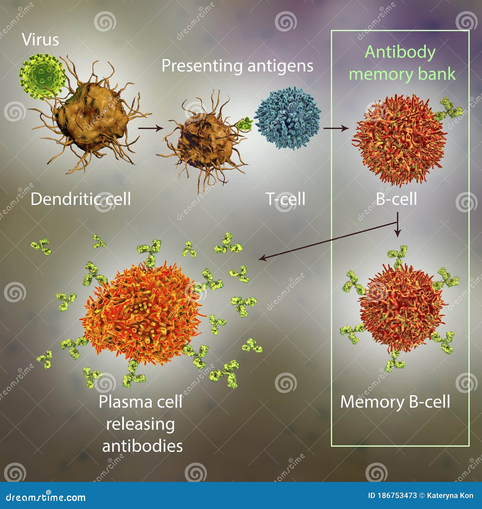 Mechanisms of Immune Defense Against Viruses Stock Illustration ...