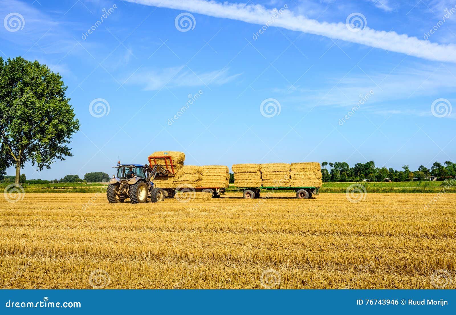 Mechanized Loading of Straw Bales on Flat Farm Trailers Stock Photo ...
