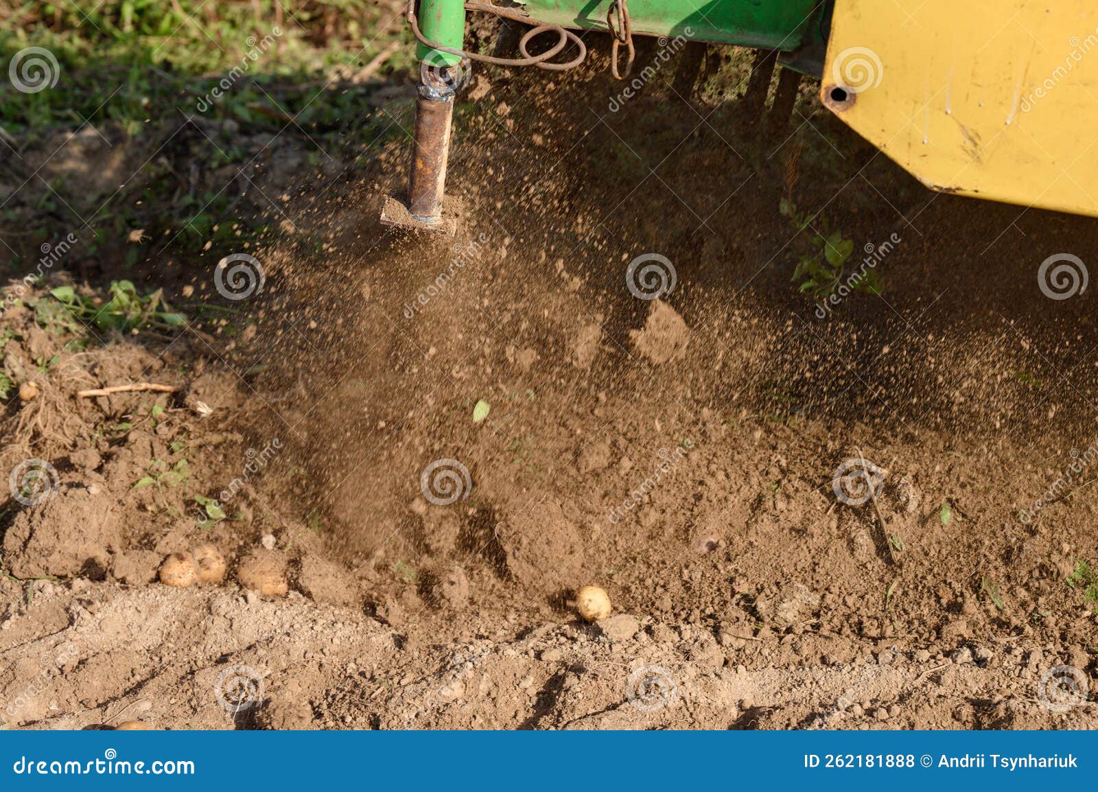 A Mechanized Method of Harvesting Potatoes in the Village. Stock Photo ...