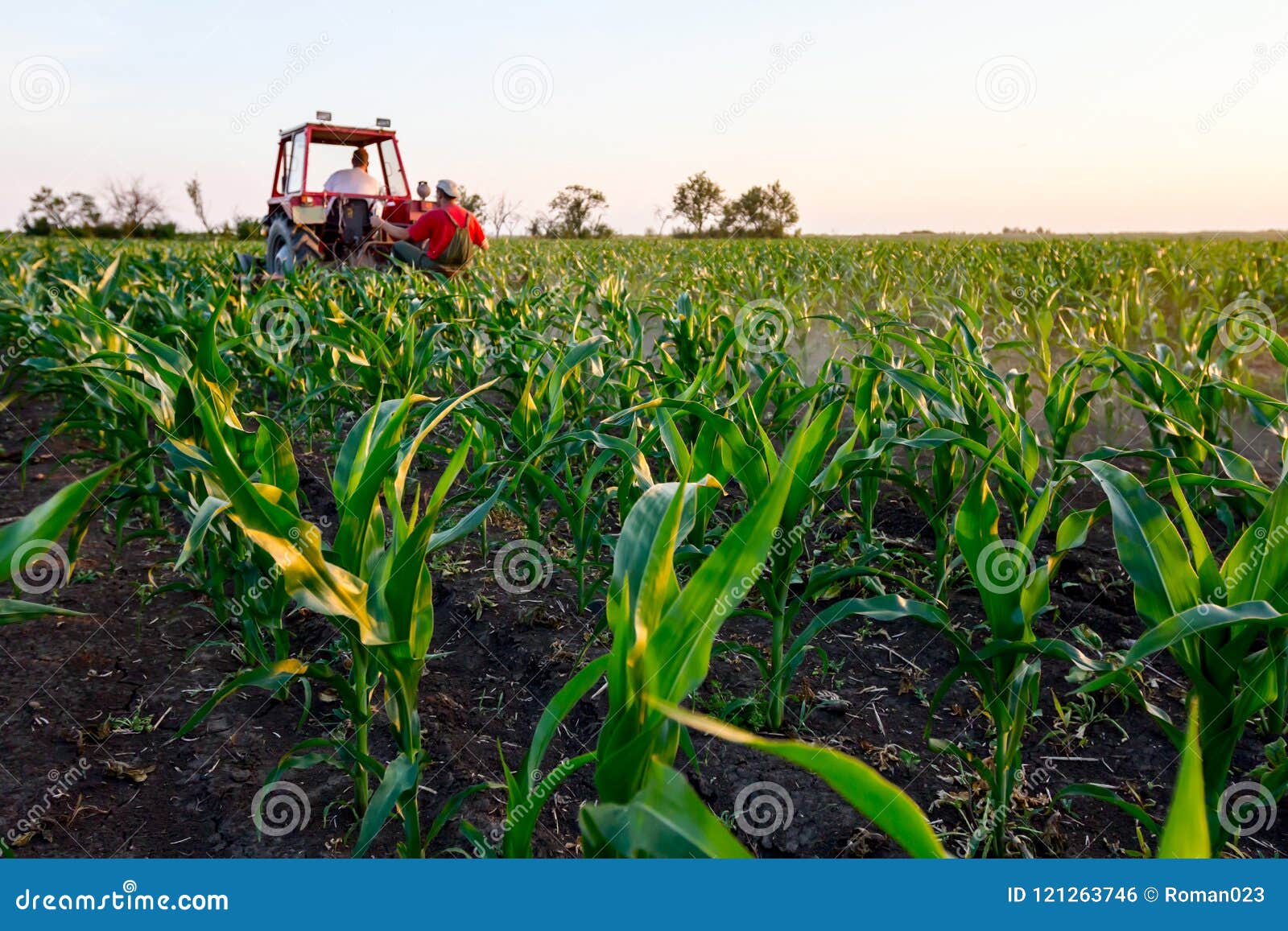 Mechanized Processing Grass Between Rows In Cornfield Editorial Photo ...