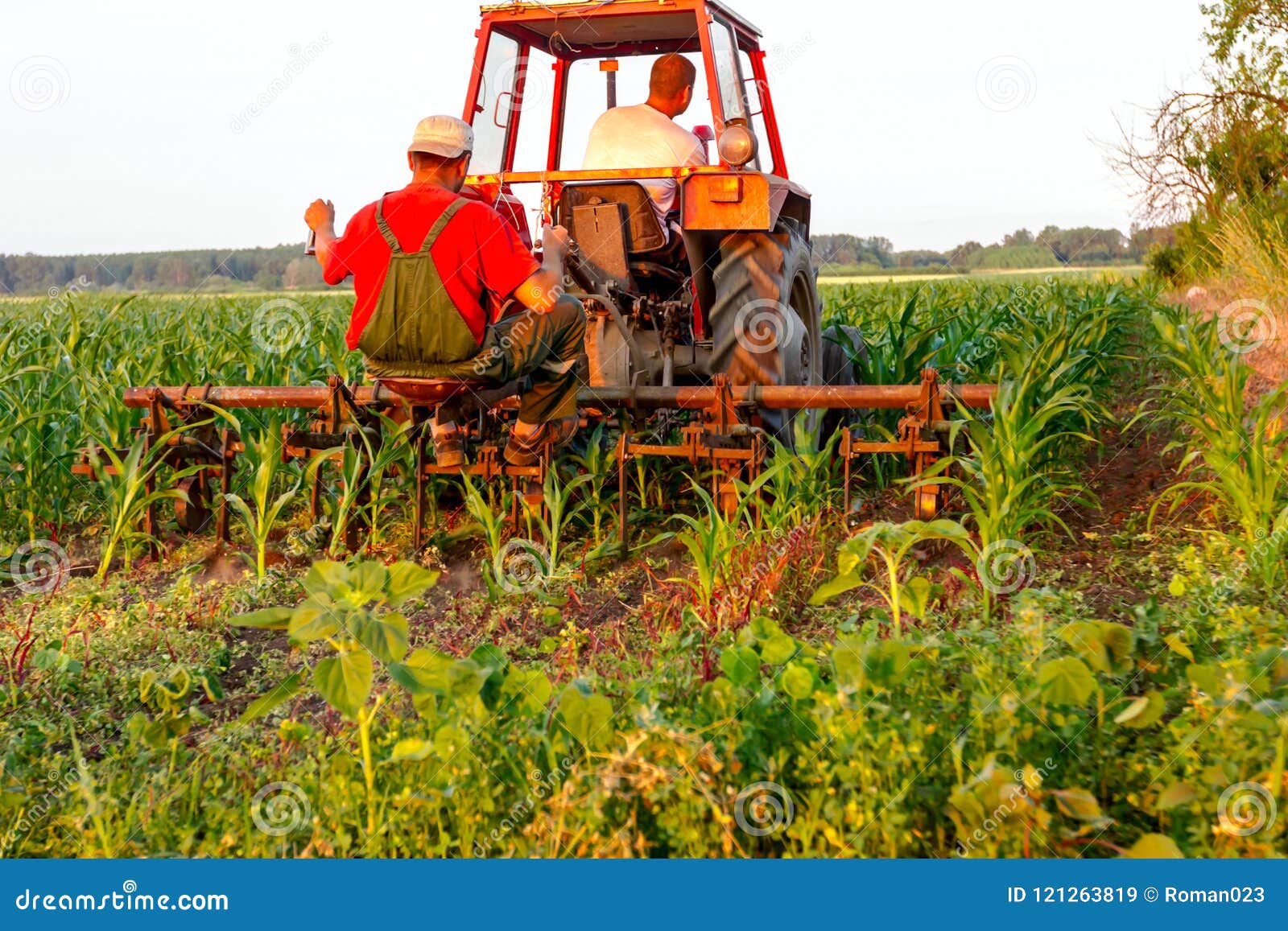 Mechanized Processing Grass between Rows in Cornfield Editorial Stock ...