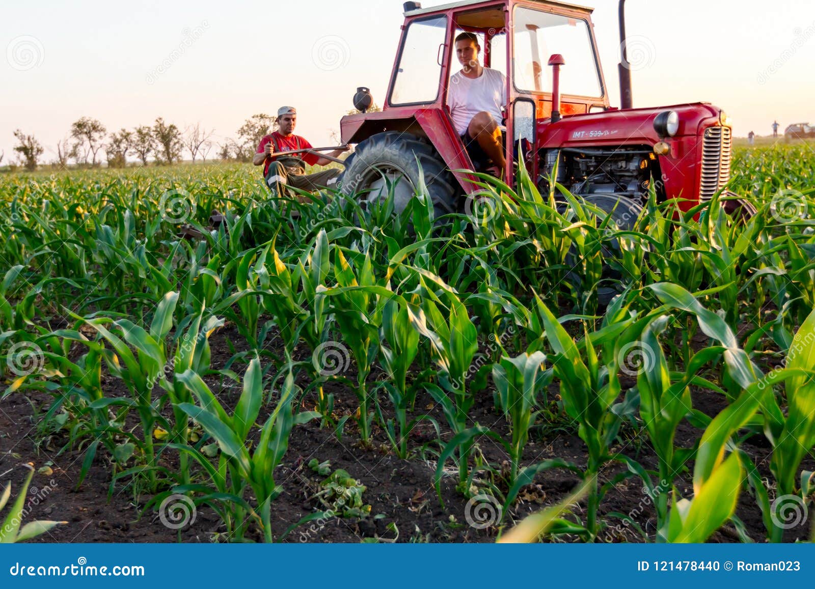 Mechanized Processing Grass between Rows in Cornfield Editorial Image ...