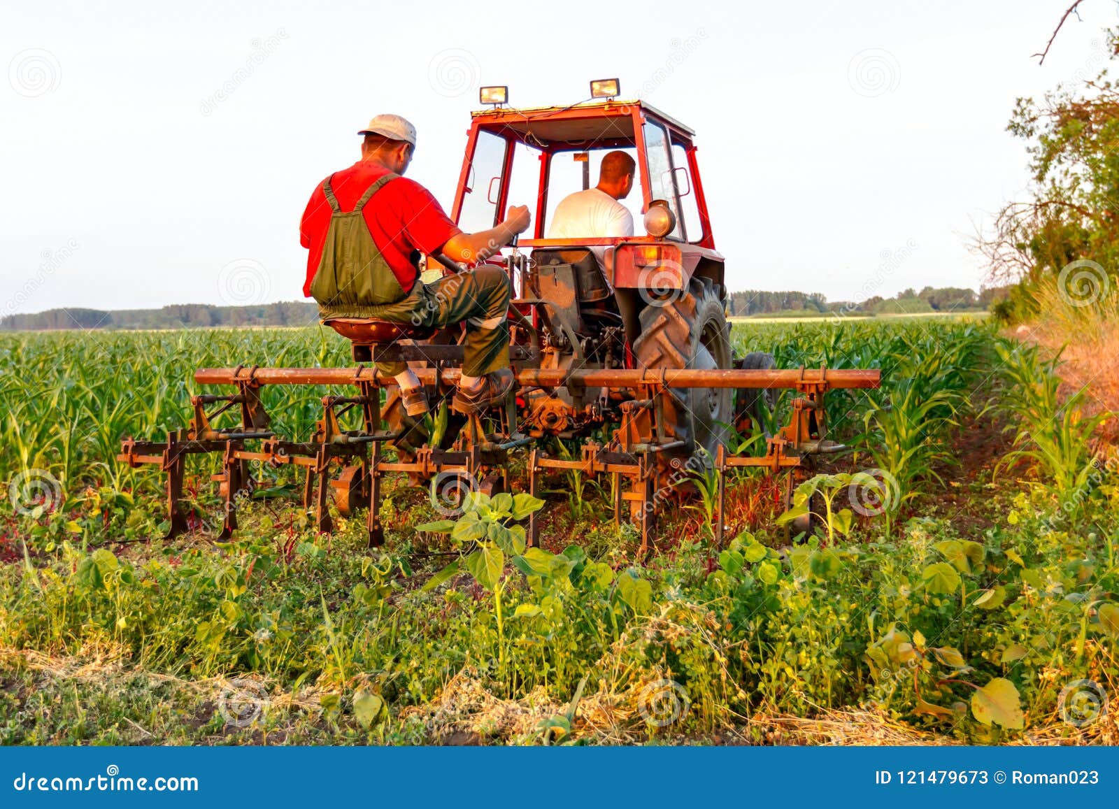 Mechanized Processing Grass between Rows in Cornfield Editorial Stock ...