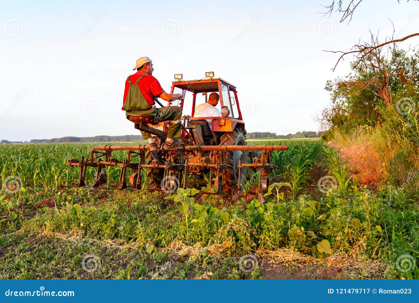 Mechanized Processing Grass between Rows in Cornfield Editorial ...