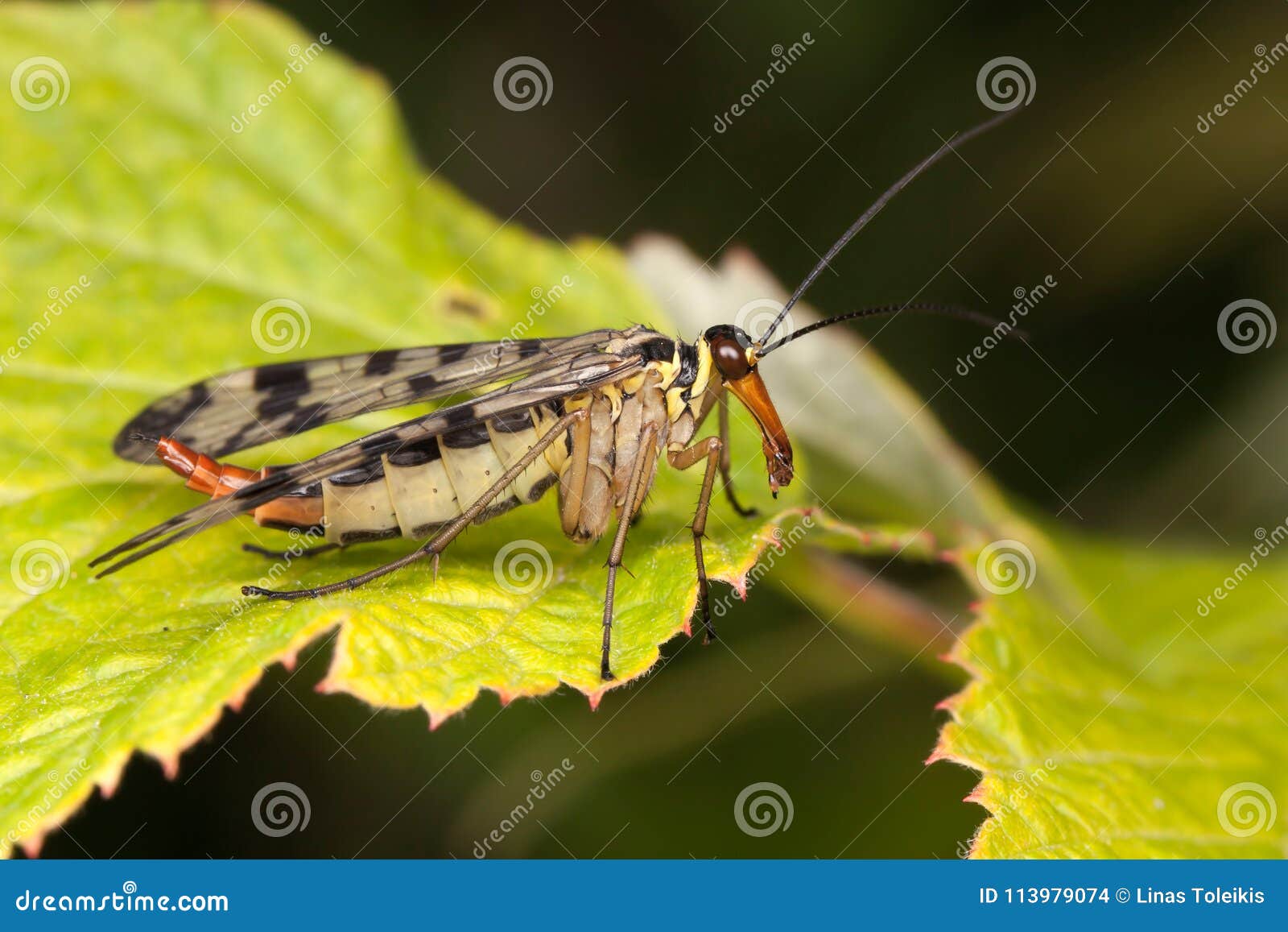 Mecoptera fly stock photo. Image of beauty, insect, small - 113979074