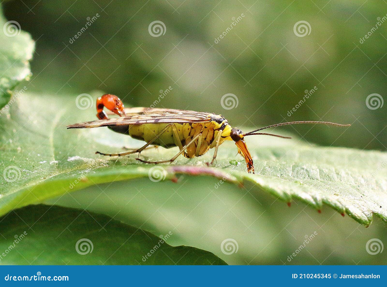 Mecoptera Macho Da Ordem Do Scorpionfly Imagem de Stock - Imagem de ...