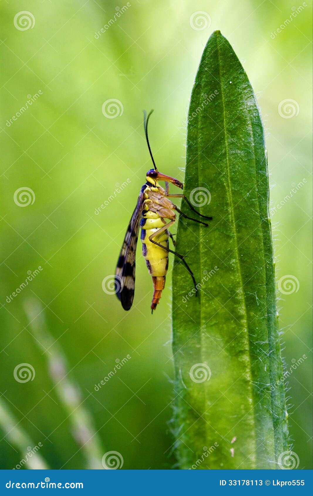 Mecoptera Scorpion Fly Panorpidae Stock Image - Image of broken ...