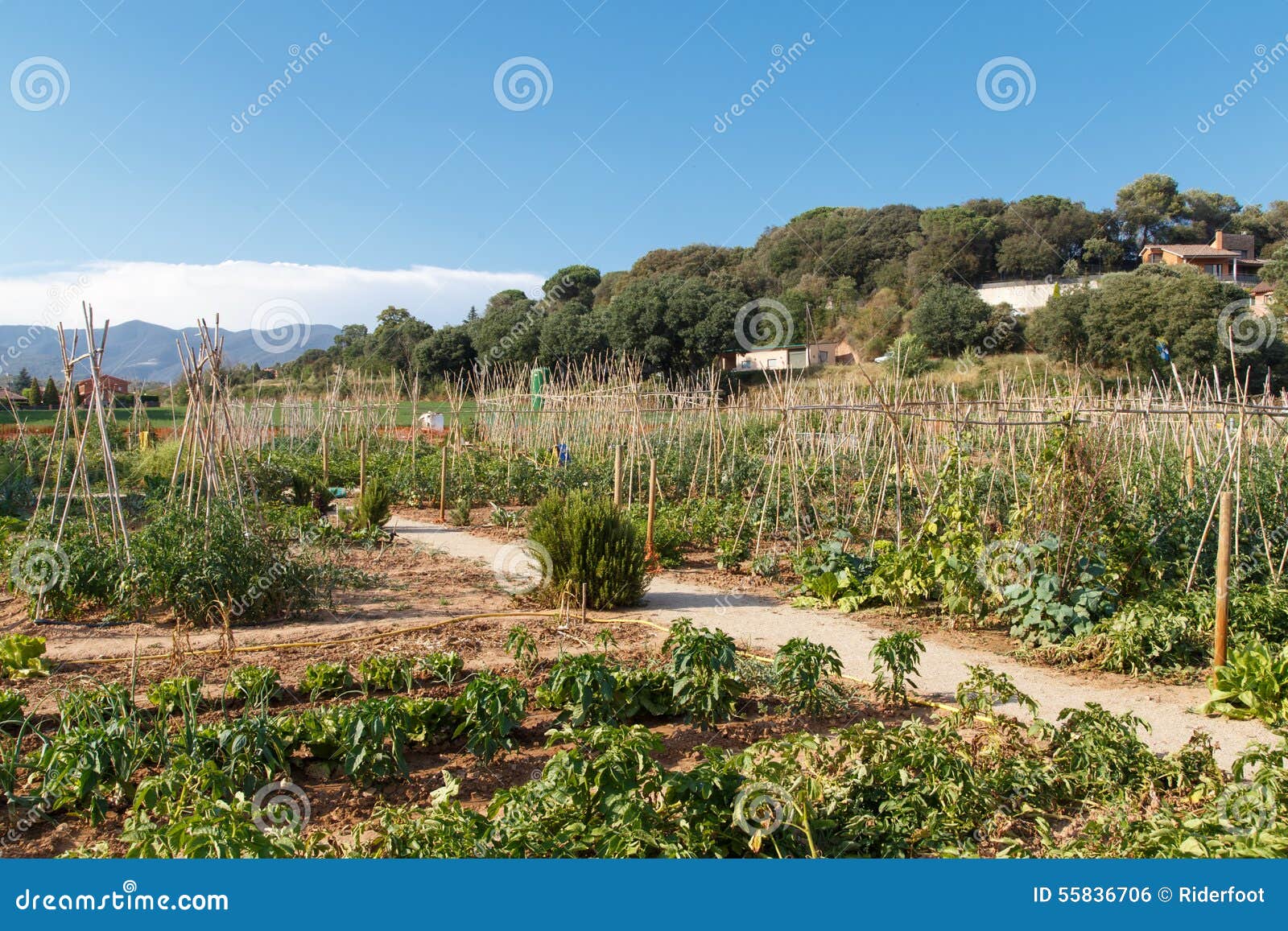 Medfiterranean Orchard with Vegetables in Summer Stock Photo - Image of ...