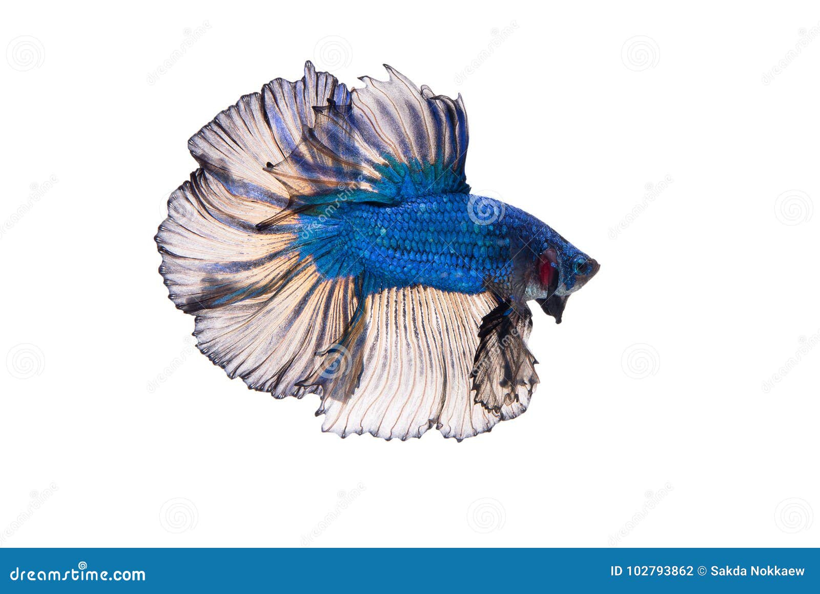 Media Luna Betta Fish De Lujo Foto de archivo - Imagen de fondo, aleta ...