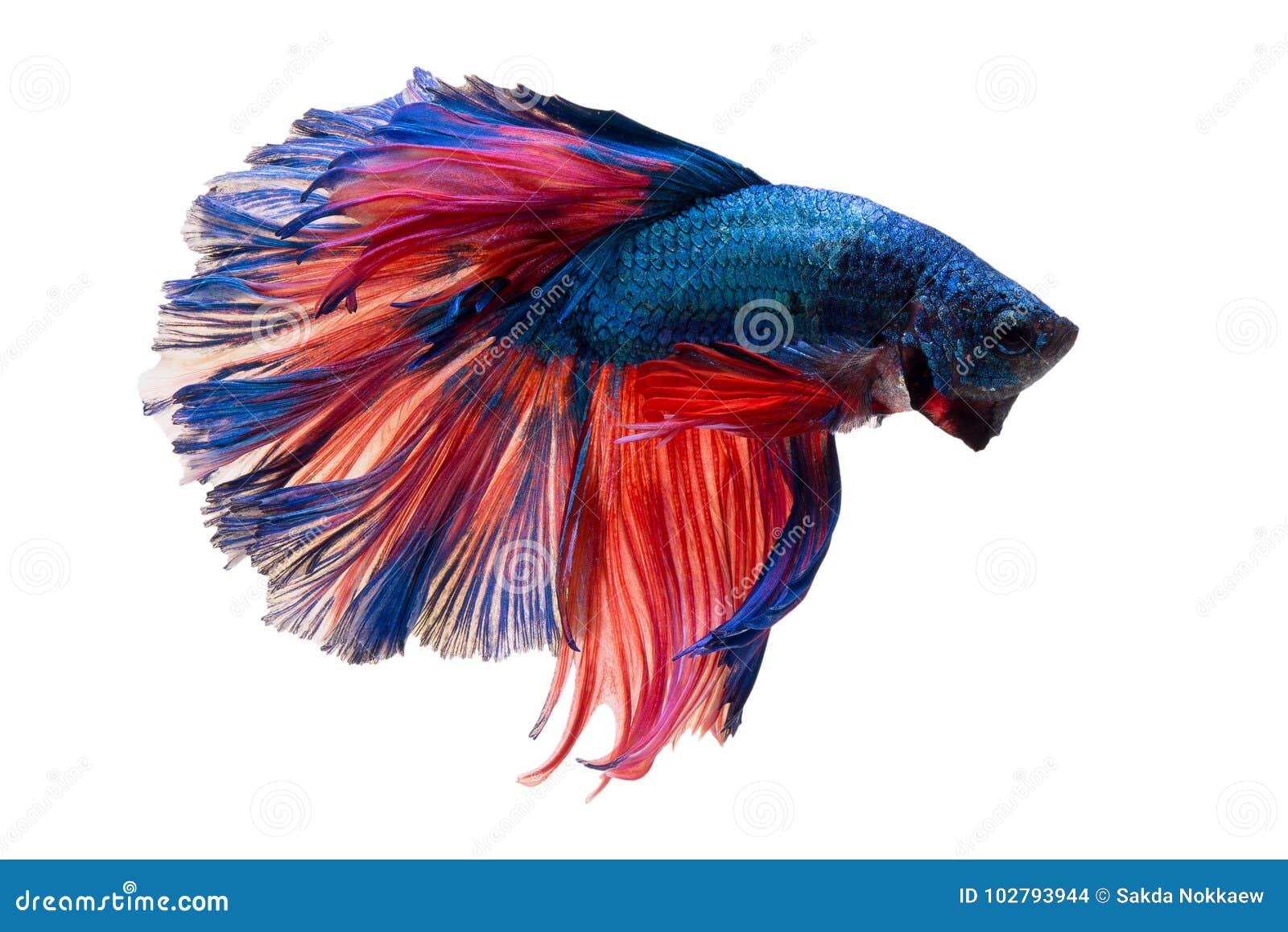 Media Luna Betta Fish De Lujo Foto de archivo - Imagen de arte, belleza ...