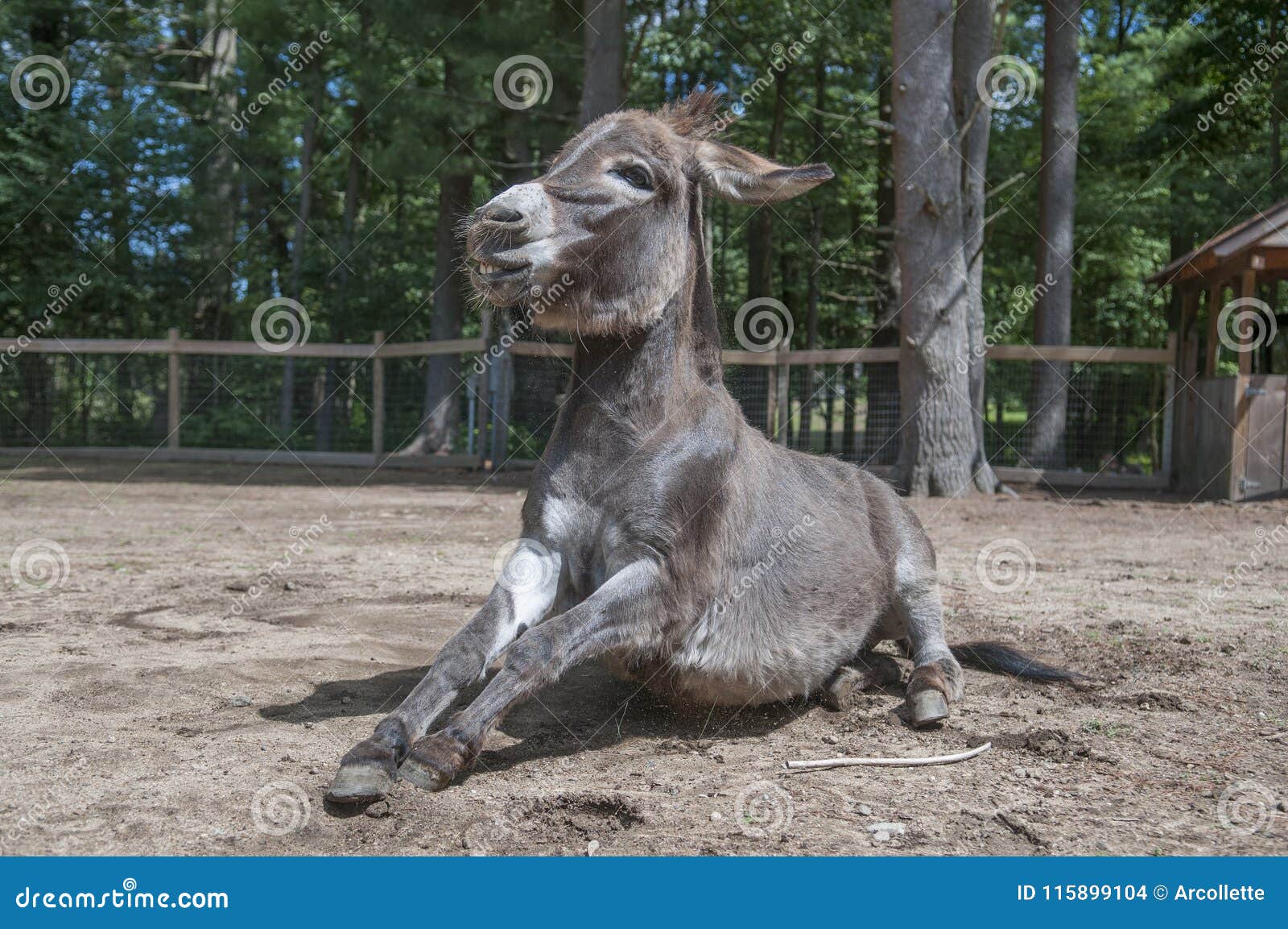 528 Sentada Del Burro Fotos - Libres de Derechos y Gratuitas de Dreamstime
