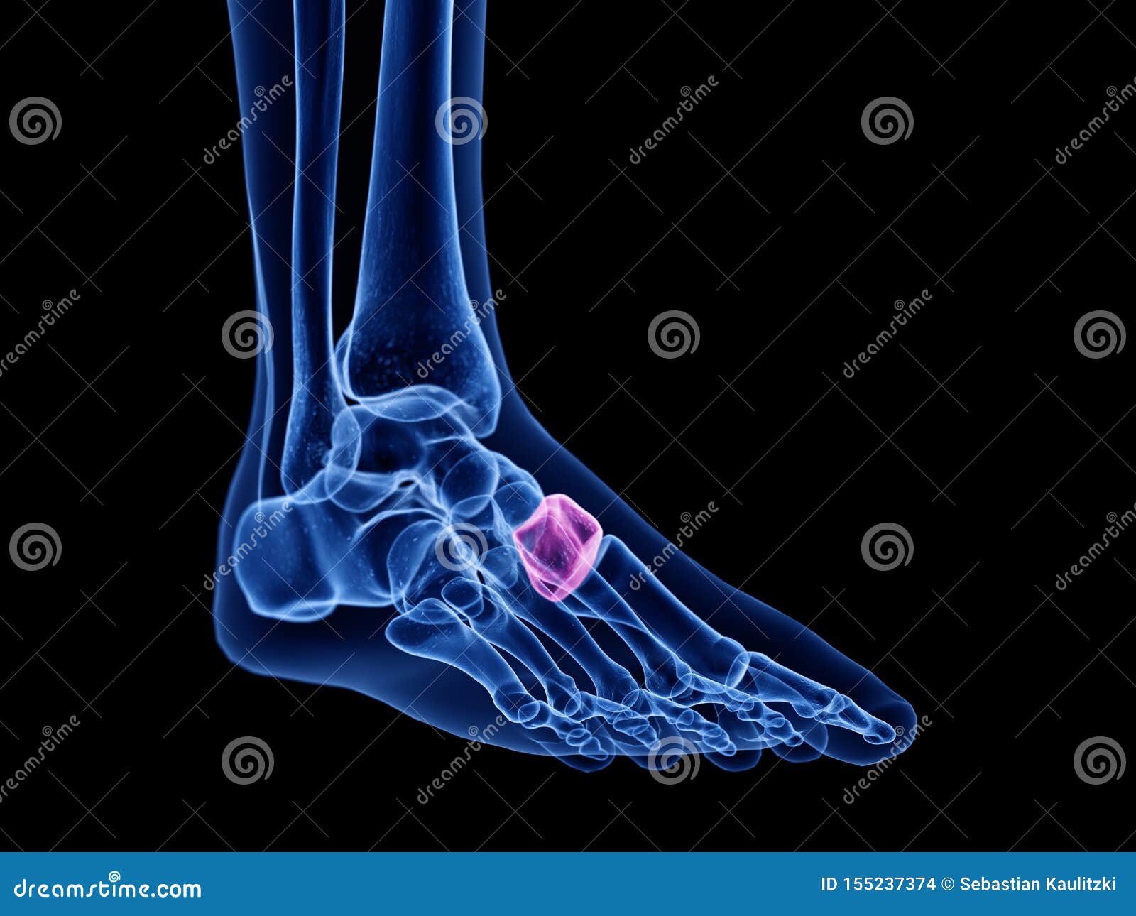 The medial cuneiform bone stock illustration. Illustration of human ...