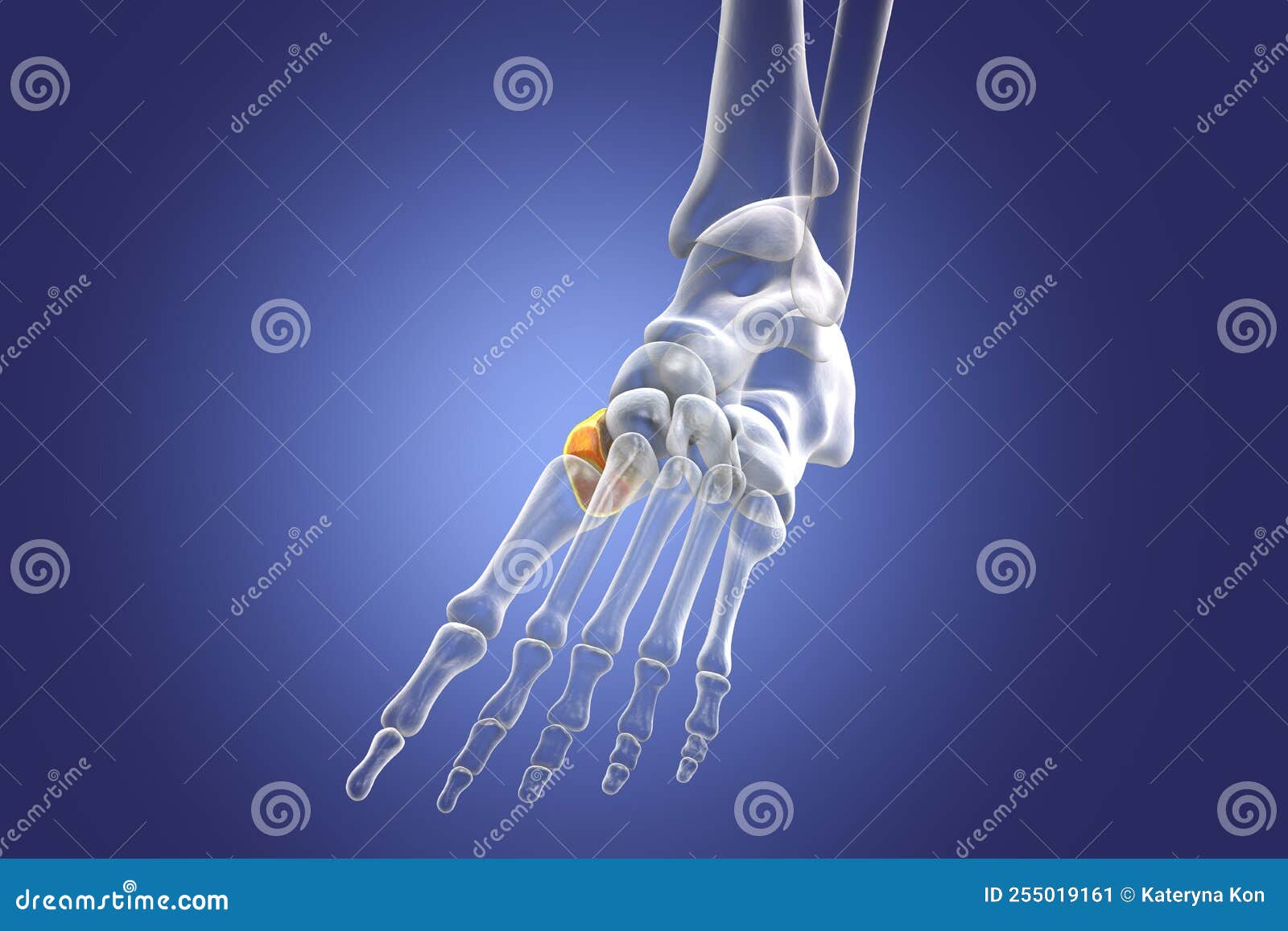 Medial Cuneiform Bone of the Foot, 3D Illustration Stock Illustration ...