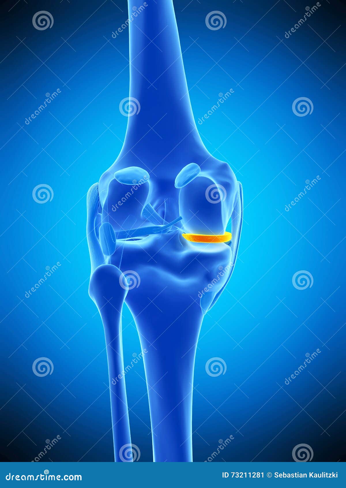 The Medial Meniscus Royalty-Free Illustration | CartoonDealer.com ...