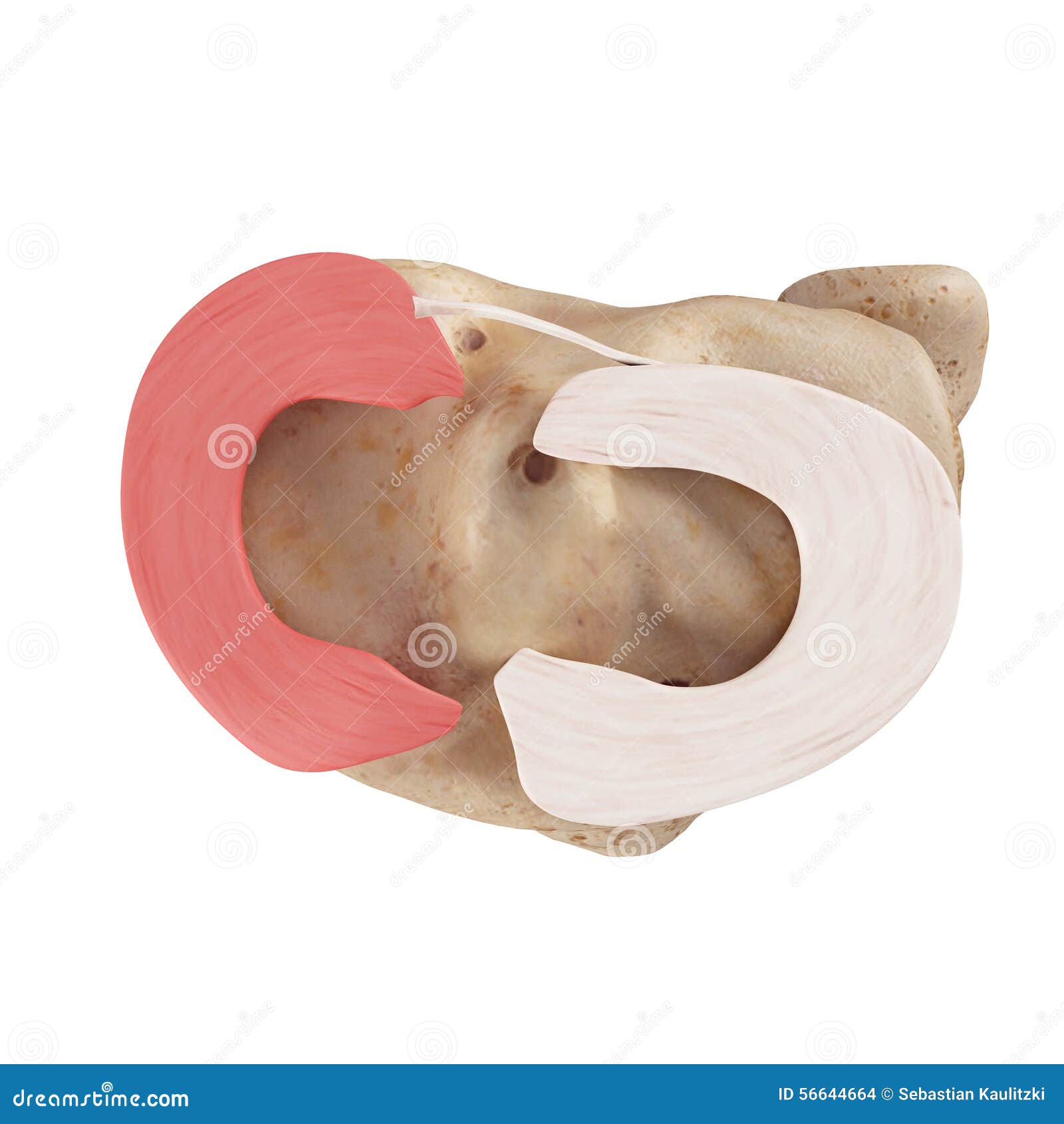 Miniscus Clipart And Illustrations