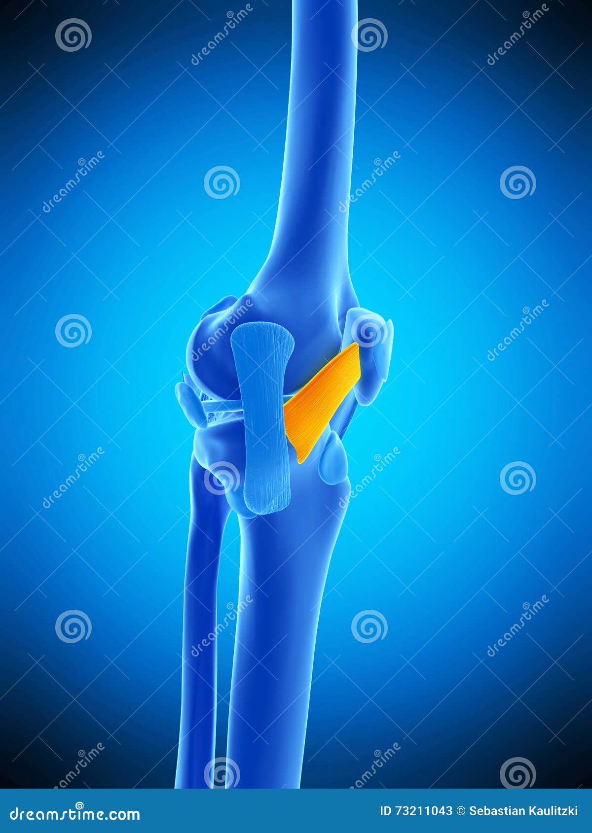 The Medial Patellar Ligament Stock Illustration - Illustration of ...