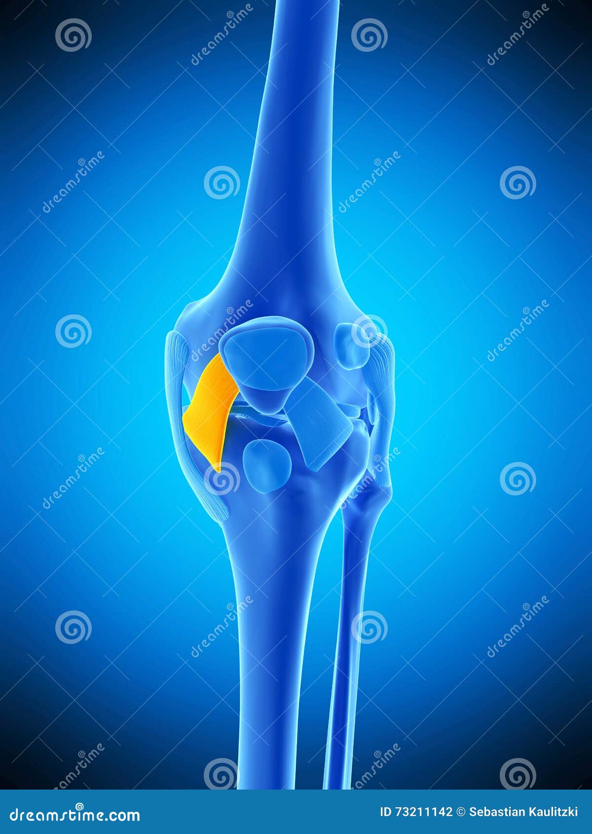 Patellar Cartoons, Illustrations & Vector Stock Images - 406 Pictures ...