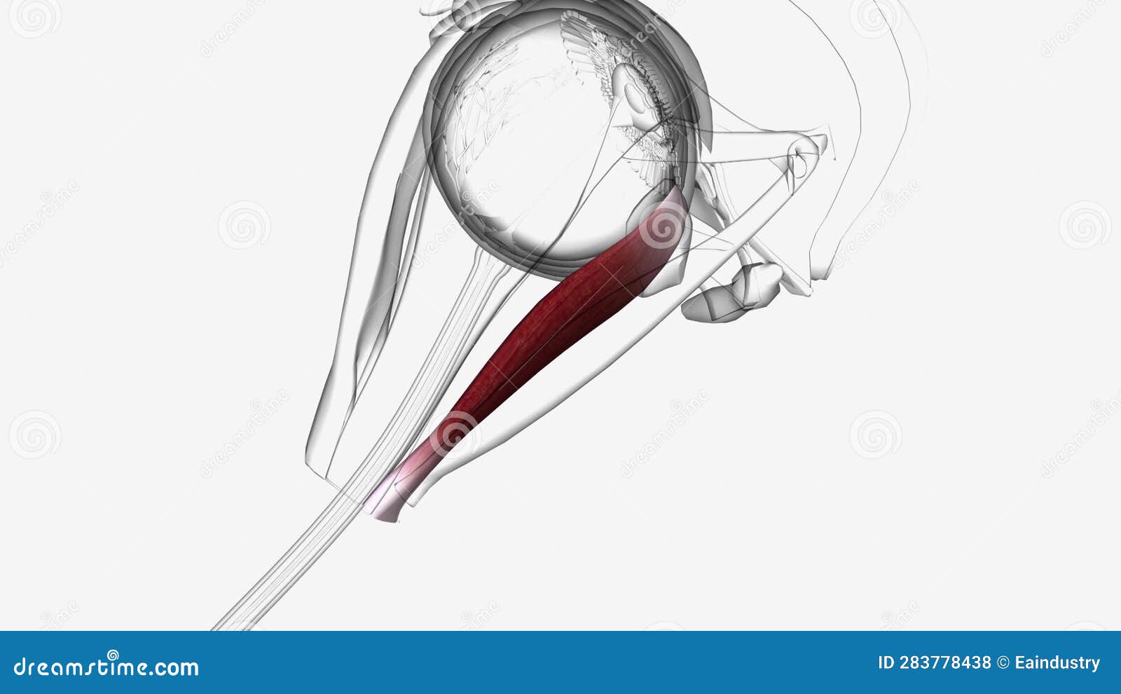 The Medial Rectus is an Adductor, and Functions Along with the Lateral ...