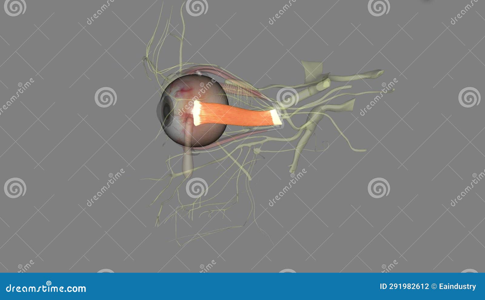 The Medial Rectus is an Adductor, and Functions Along with the Lateral ...